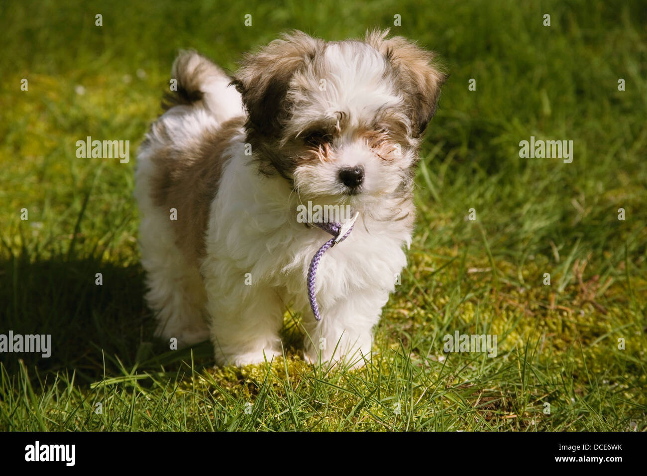 Portrait Of Puppy Outdoors Stock Photo - Alamy