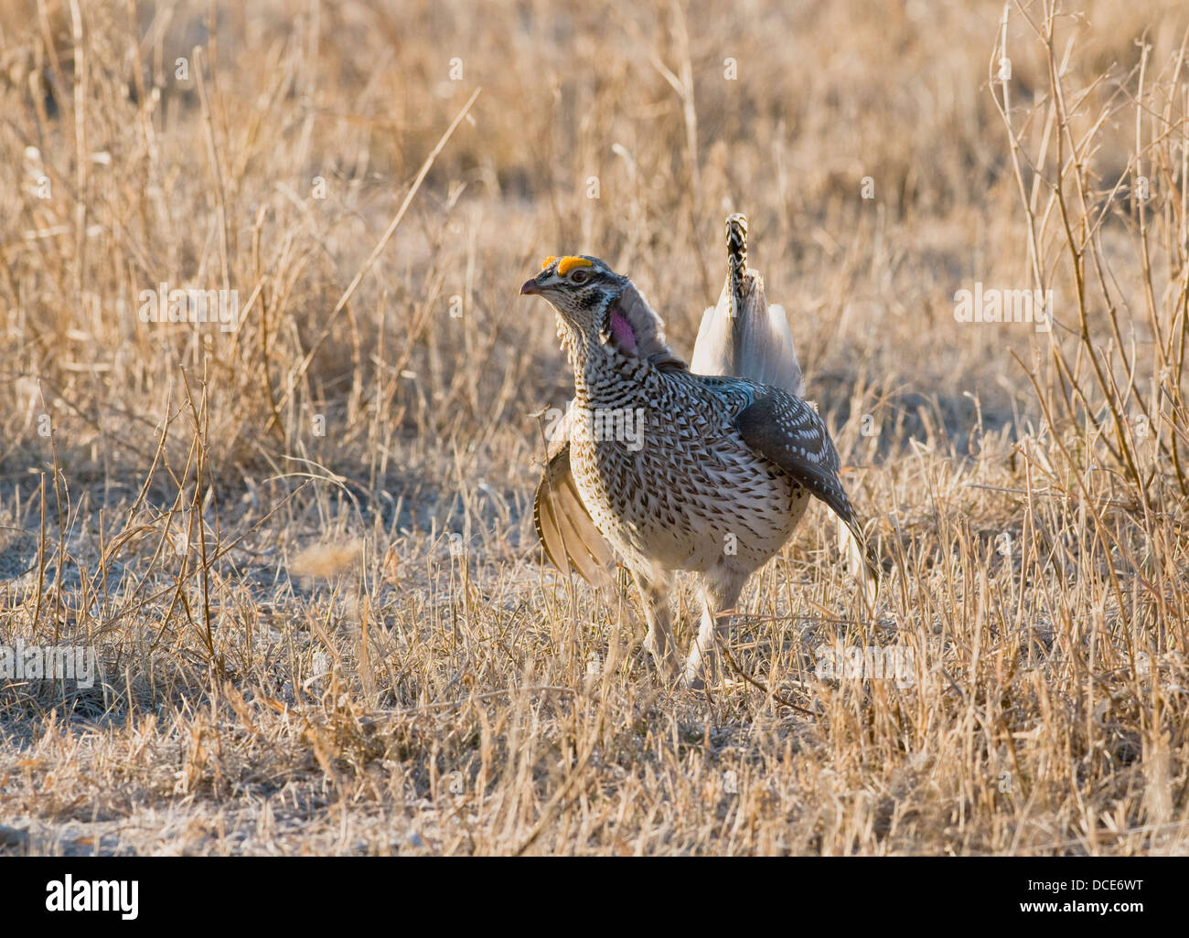 Sharp tailed grouse dancing hi-res stock photography and images - Alamy