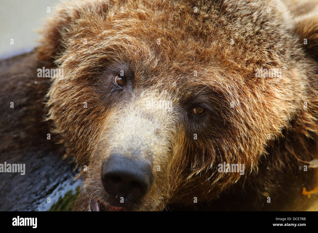 Grizzly bear eyes hi-res stock photography and images - Alamy