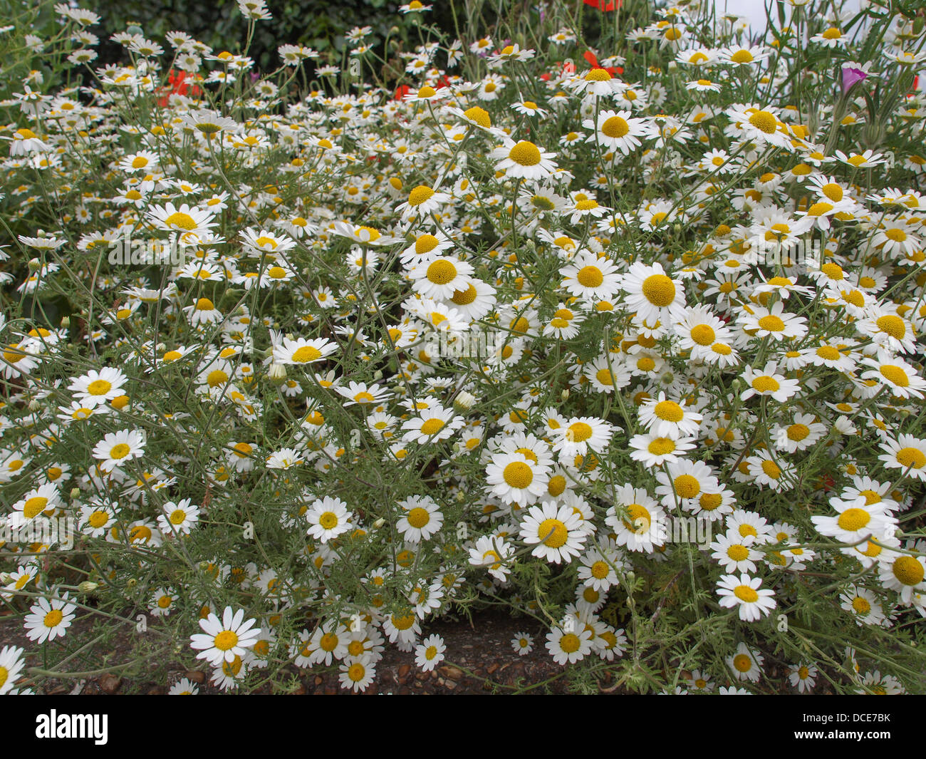Common daisy Bellis Perennis Plantae Angiosperms Eudicots Asterids ...
