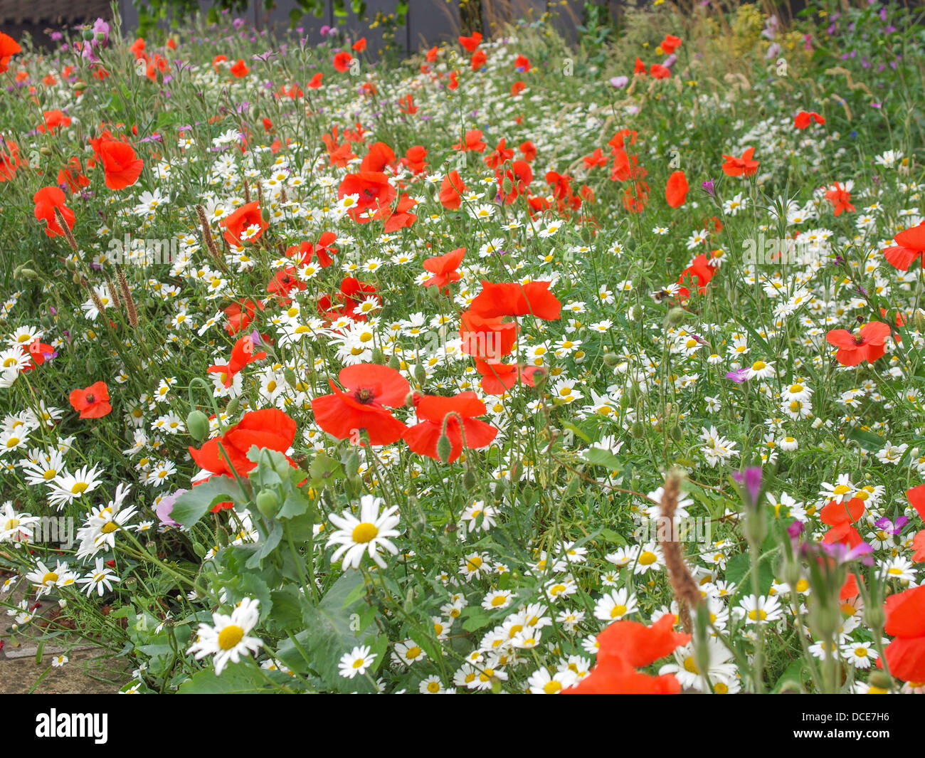 Papaver flower genus of the poppy family Papaveraceae Stock Photo - Alamy