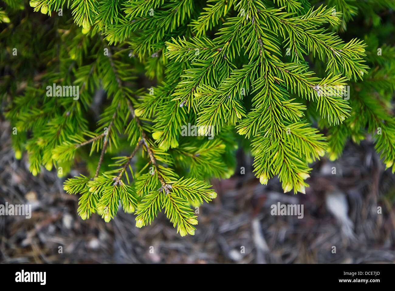 A branch of an evergreen coniferous tree. Fir close-up Stock Photo - Alamy