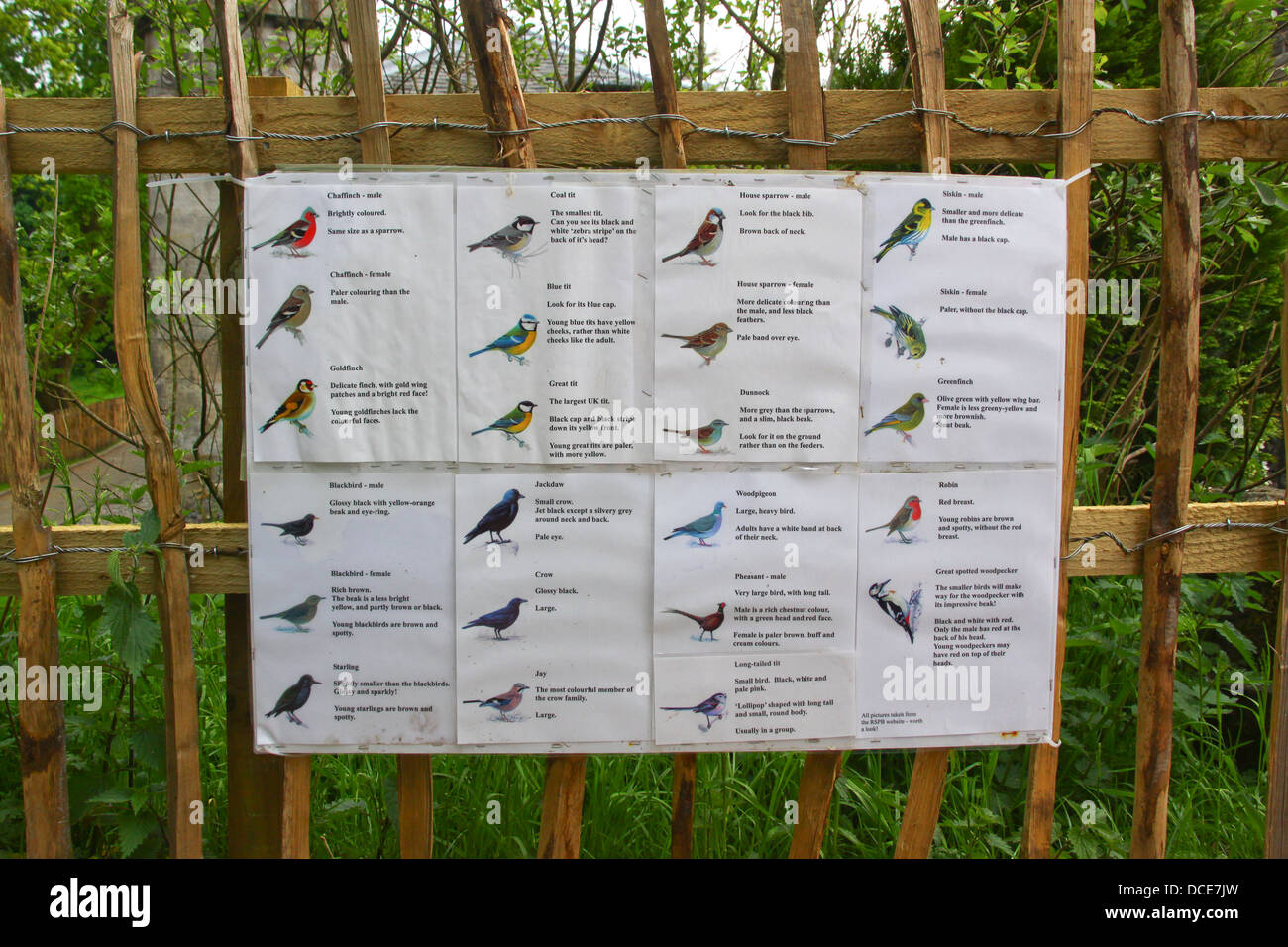 Identifying birds hi-res stock photography and images - Alamy