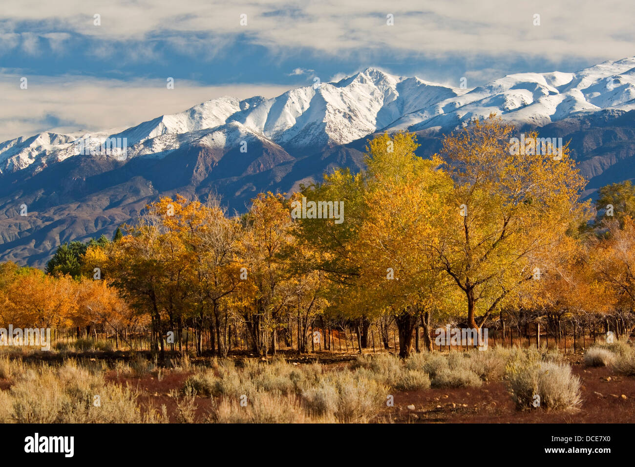 Trees in fall below the White Mountains, at the San Francis Ranch, est ...