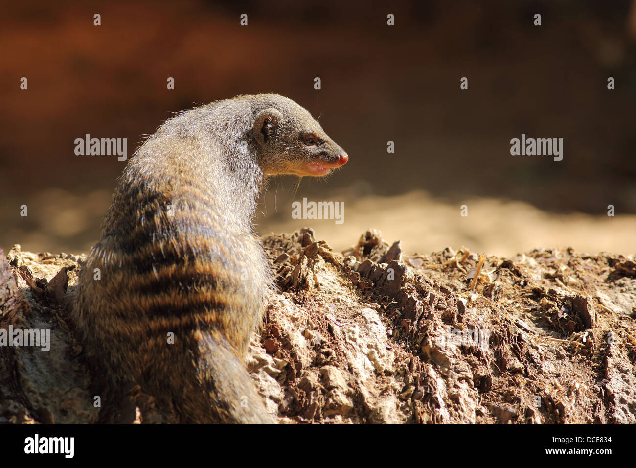 Portrait of an aggressive banded mongoose showing teeth Stock Photo - Alamy