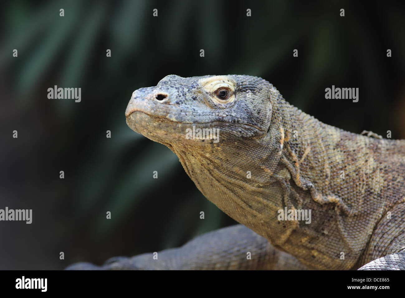 Portrait of the head of a Komodo monitor lizard with a dark unfocused ...