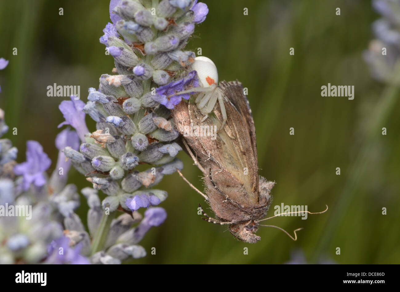 Moth captured by crab spider on lavender flower Stock Photo - Alamy