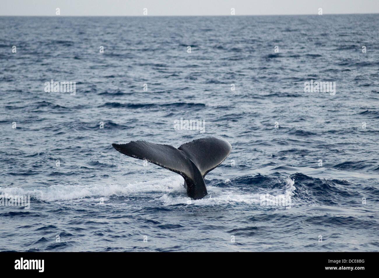 Tail of whale hi-res stock photography and images - Alamy