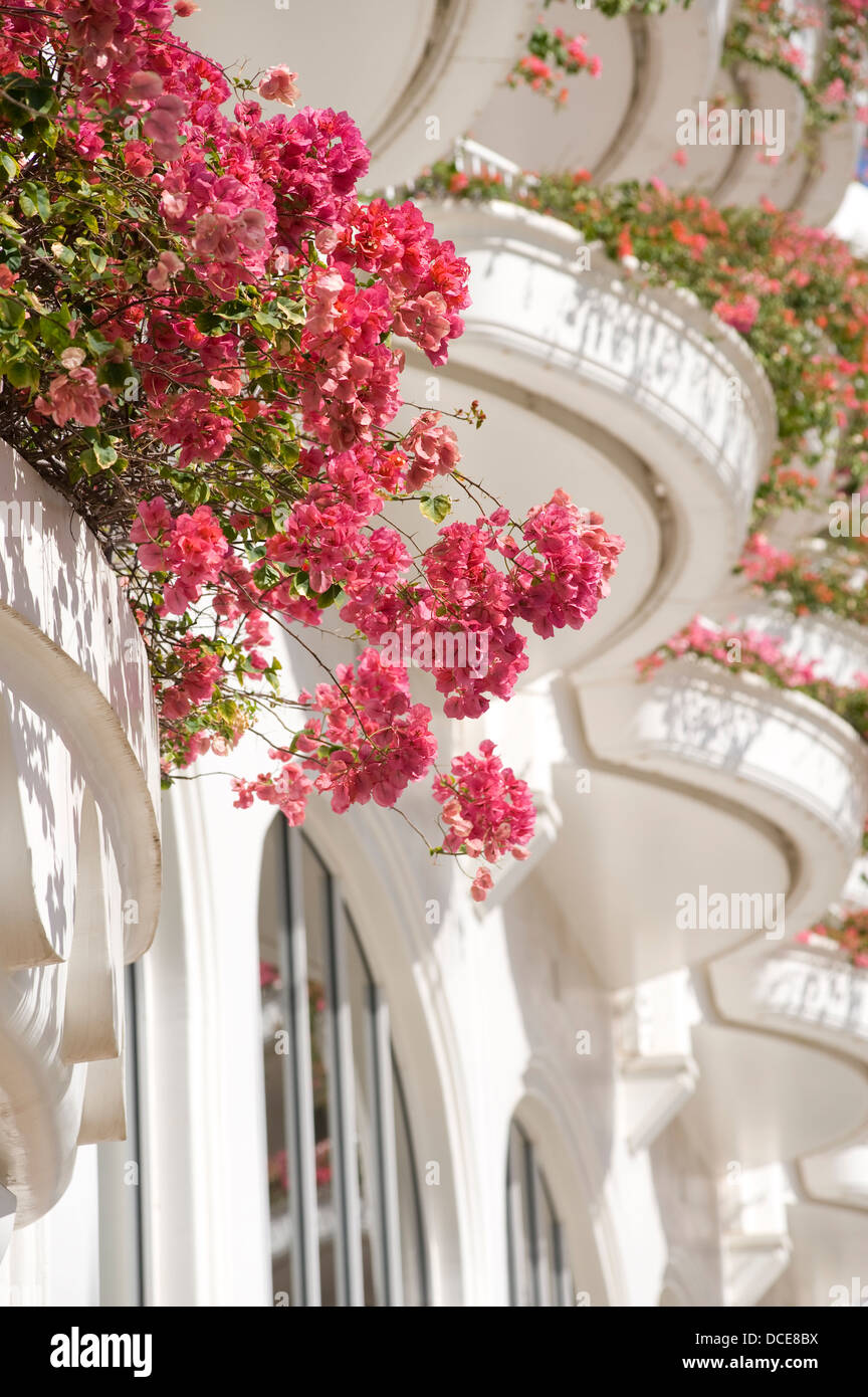 Flowers; Wailea, Hawaii, Usa Stock Photo - Alamy