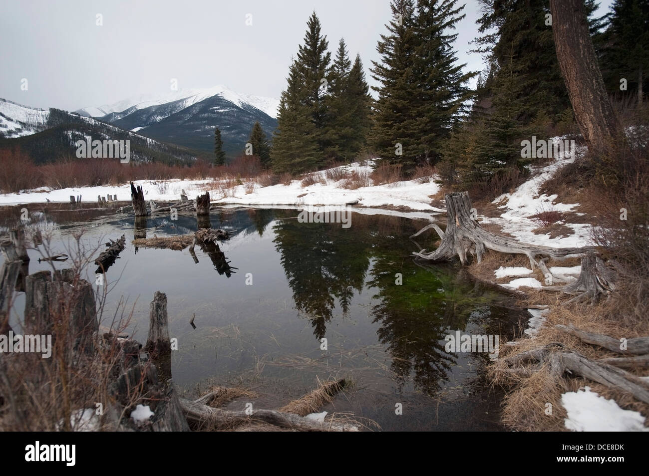 Park In Winter, Banff, Alberta, Canada Stock Photo - Alamy