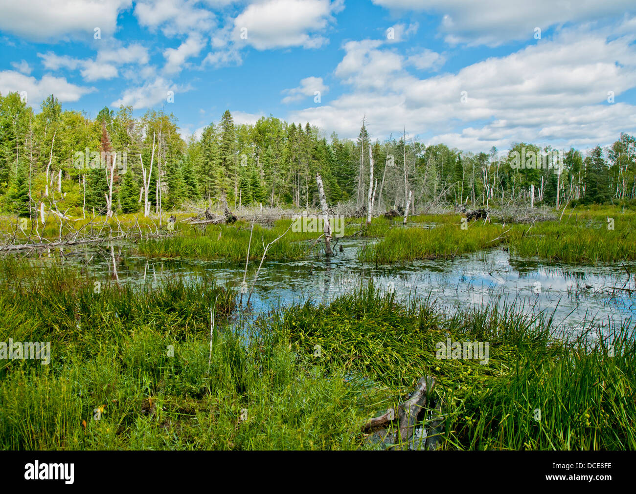 Hidden slough trail hi-res stock photography and images - Alamy