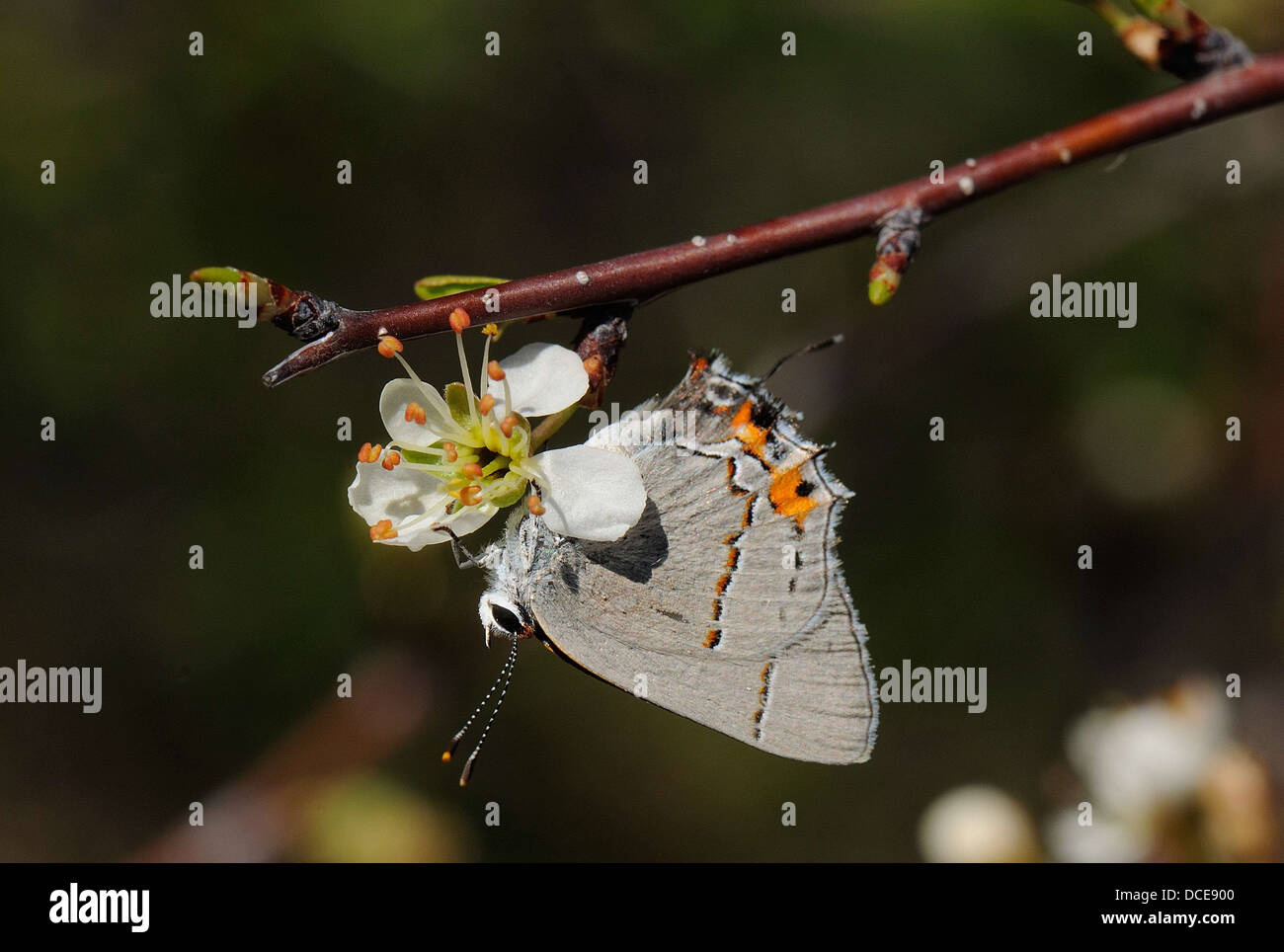 Theclinae hi-res stock photography and images - Alamy