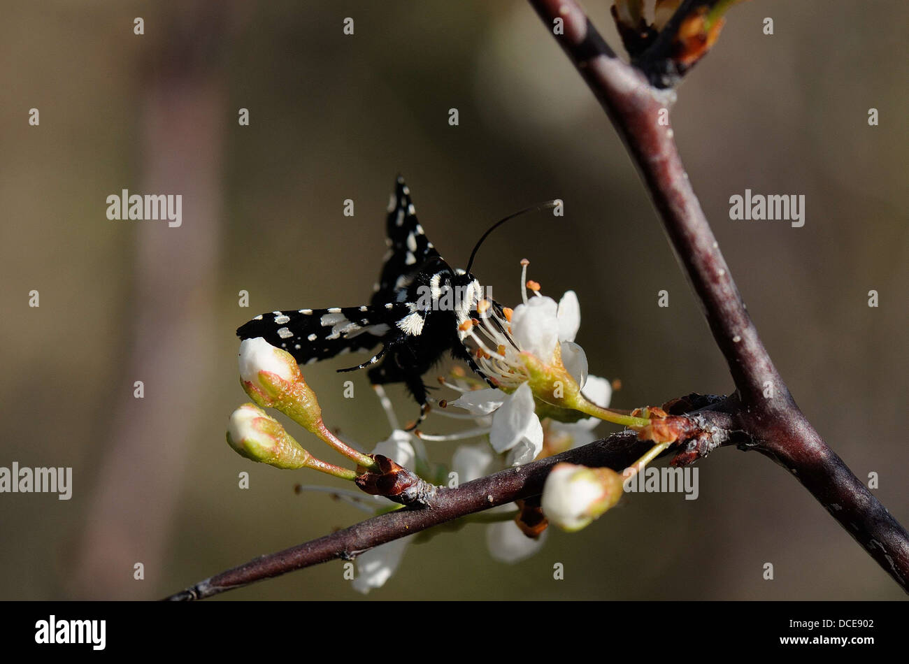 Mournful thyris moth hi-res stock photography and images - Alamy
