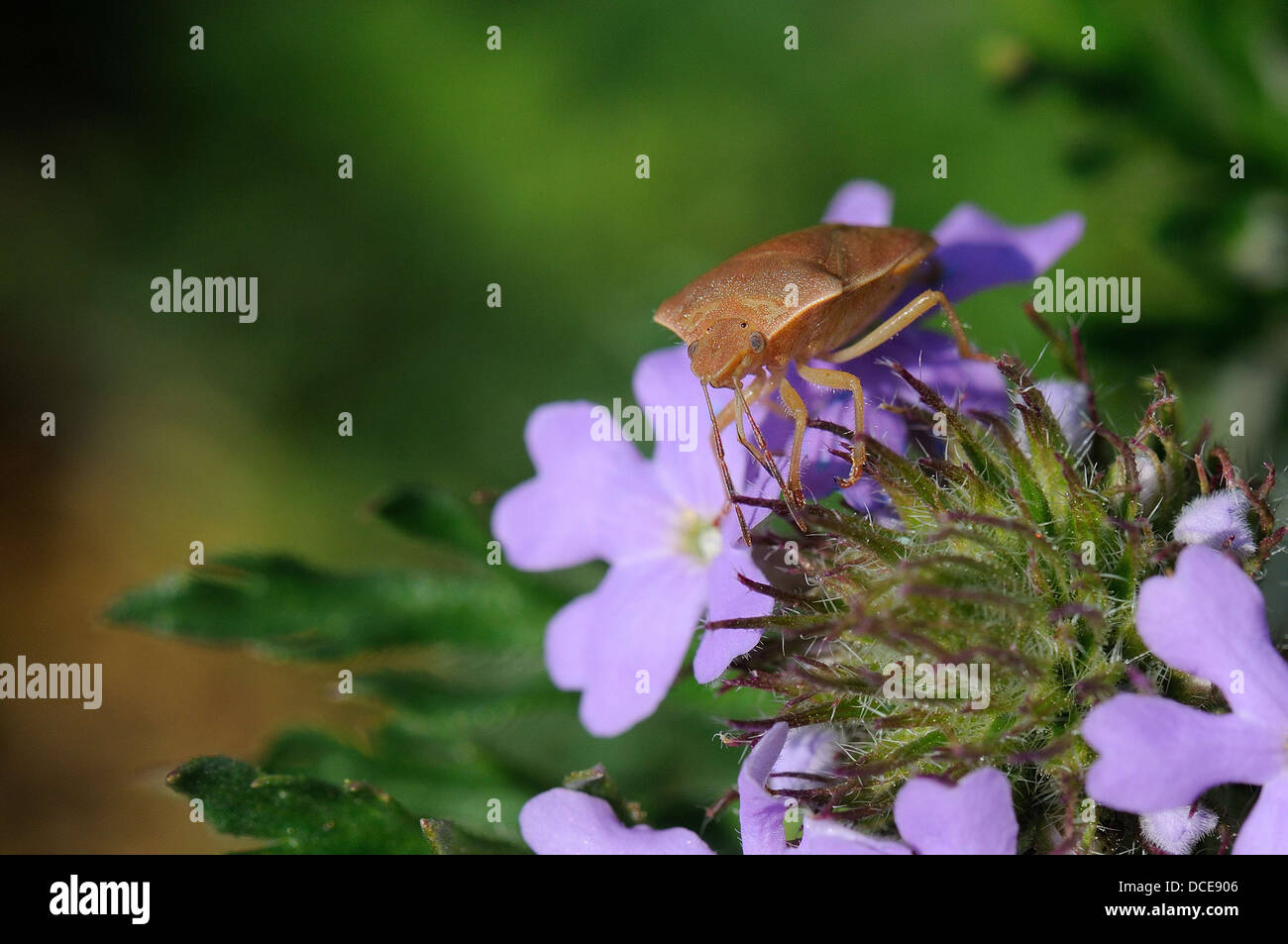 Prairie insect hi-res stock photography and images - Alamy