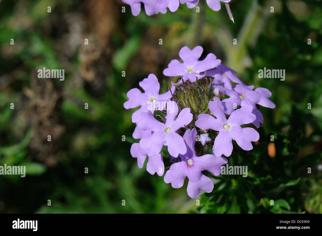 Prairie verbena hi-res stock photography and images - Alamy