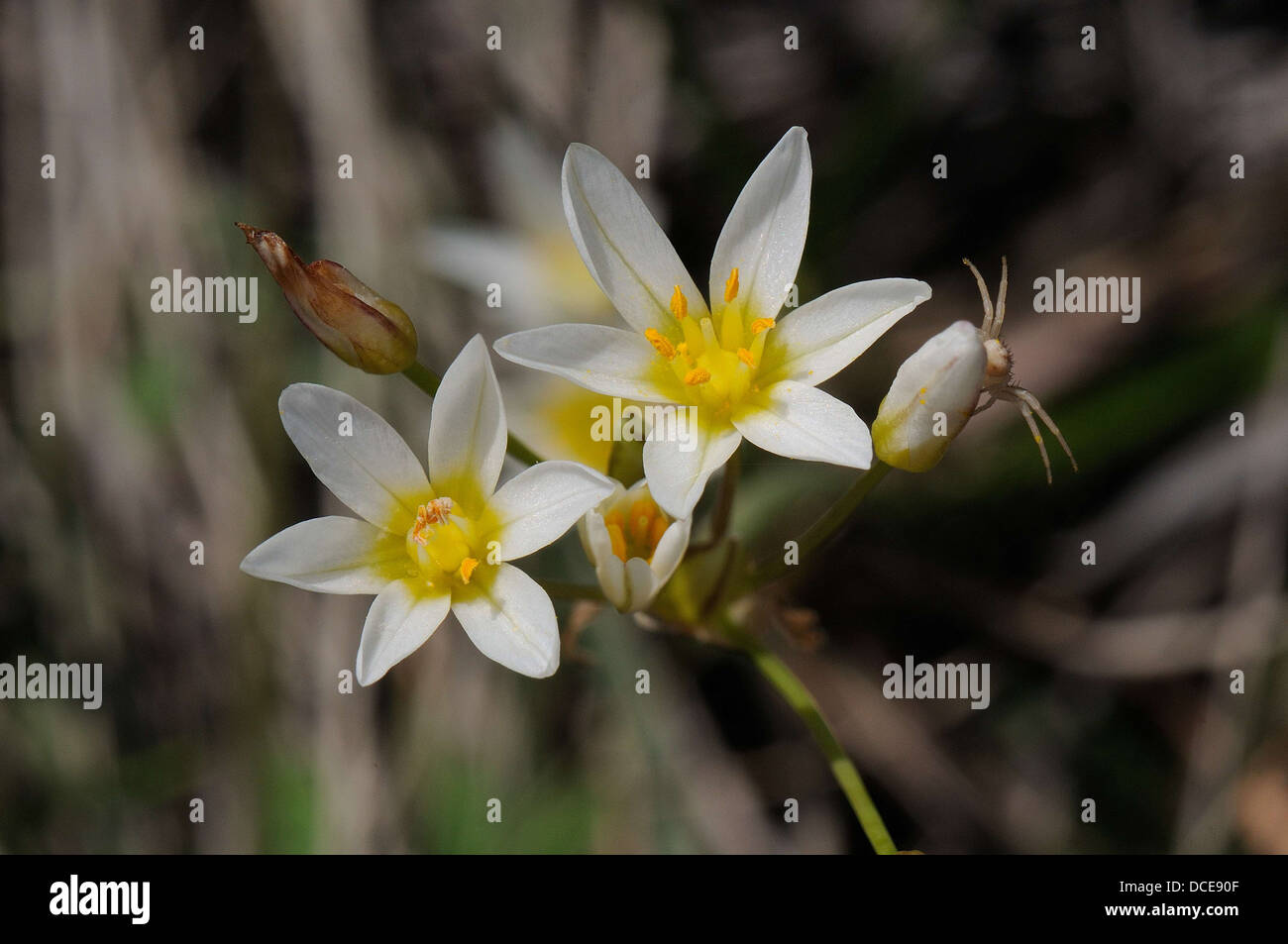 Nothoscordum bivalve, Crow poison Stock Photo - Alamy