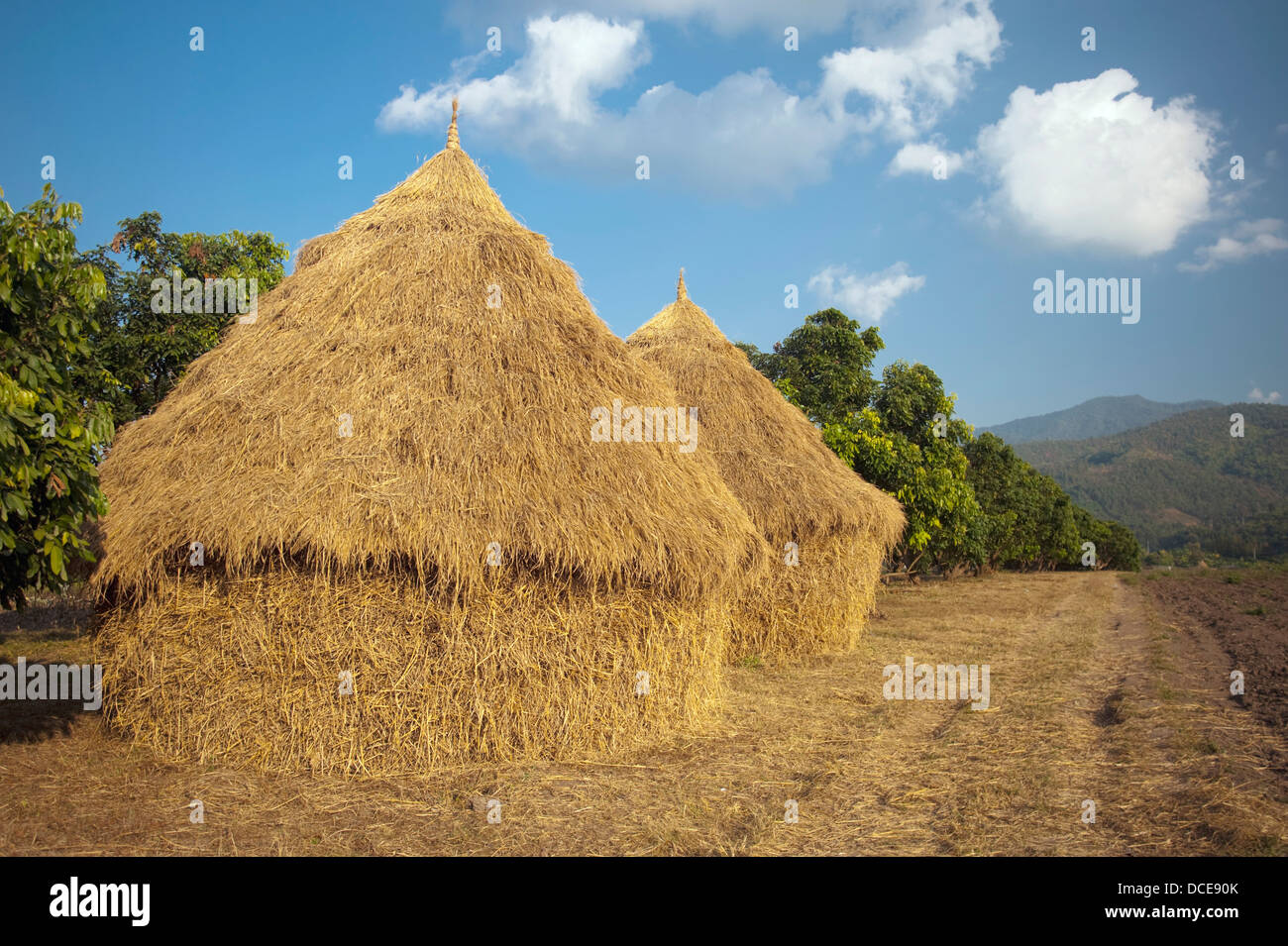 Haystacks Made From Rice Stalks, Thailand Stock Photo - Alamy