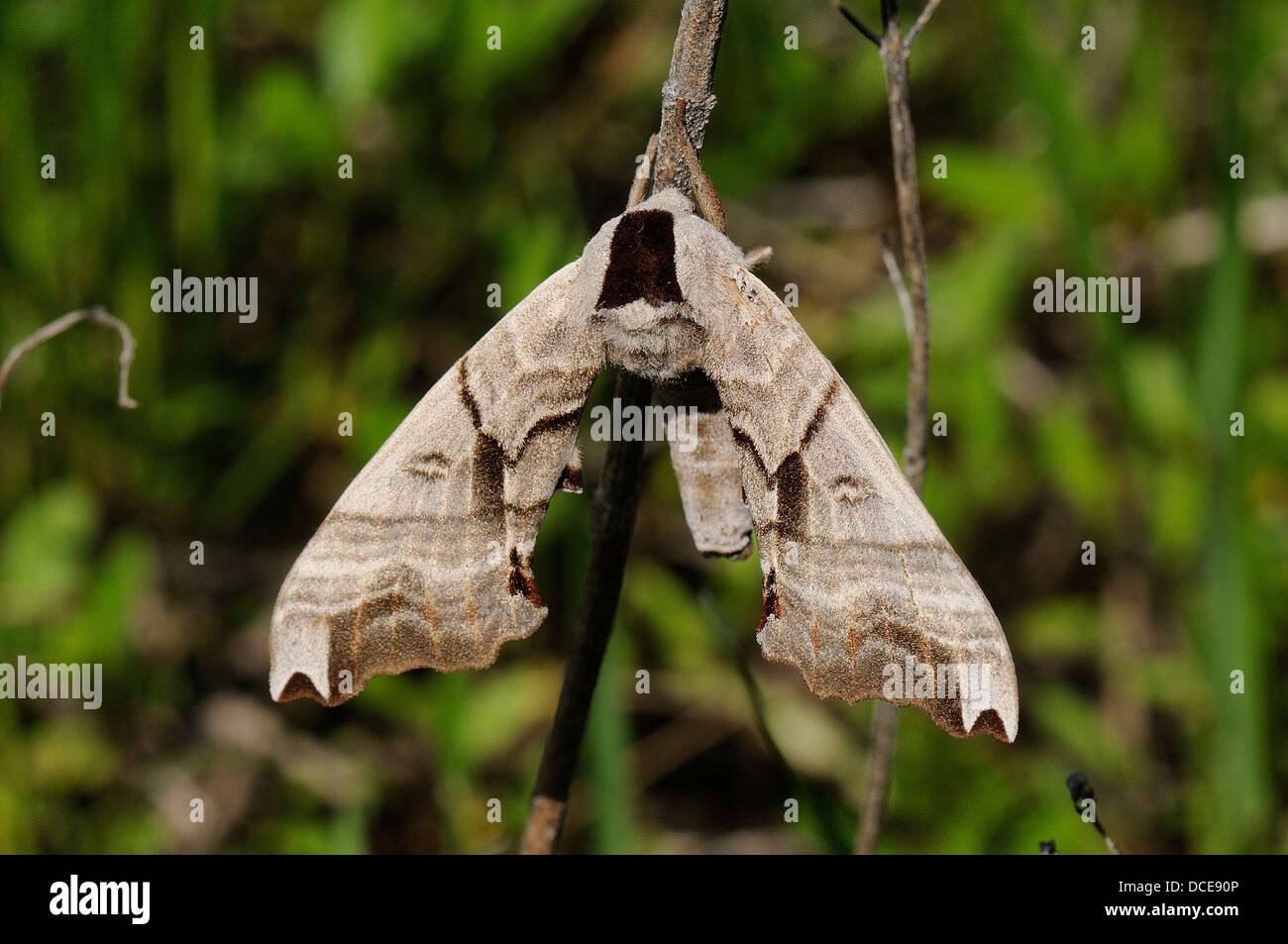 Twin-spotted sphinx - Smerinthus jamaicensis Stock Photo - Alamy