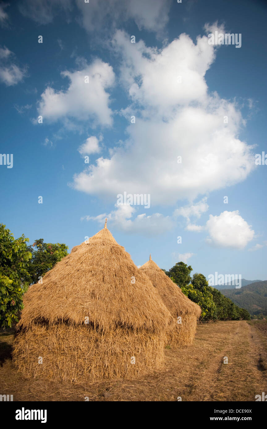 Haystacks Made From Rice Stalks, Thailand Stock Photo - Alamy