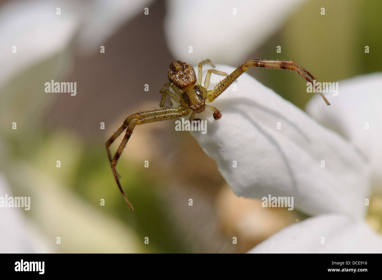 Bull crab hi-res stock photography and images - Alamy