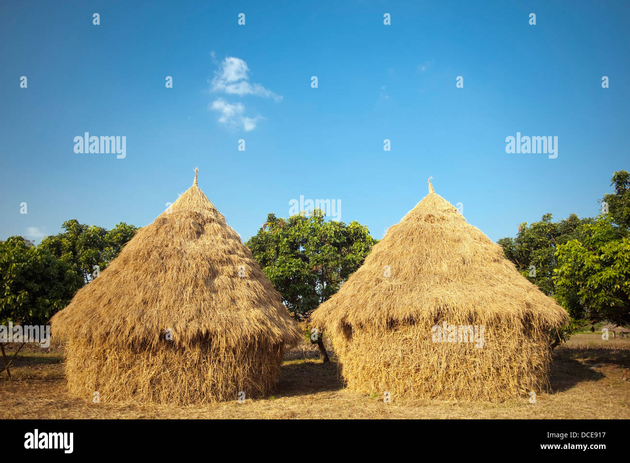 Haystacks Made From Rice Stalks, Thailand Stock Photo - Alamy