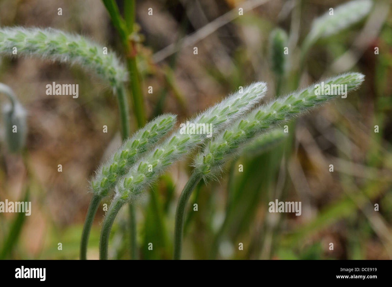Seed grass stem hi-res stock photography and images - Alamy