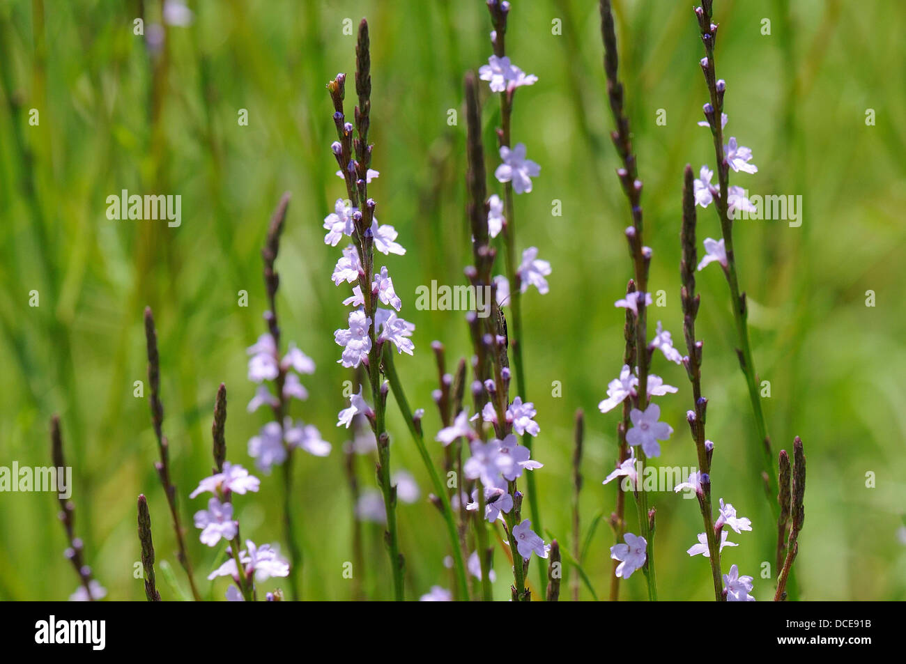 Verbena halei texas vervain hi-res stock photography and images - Alamy