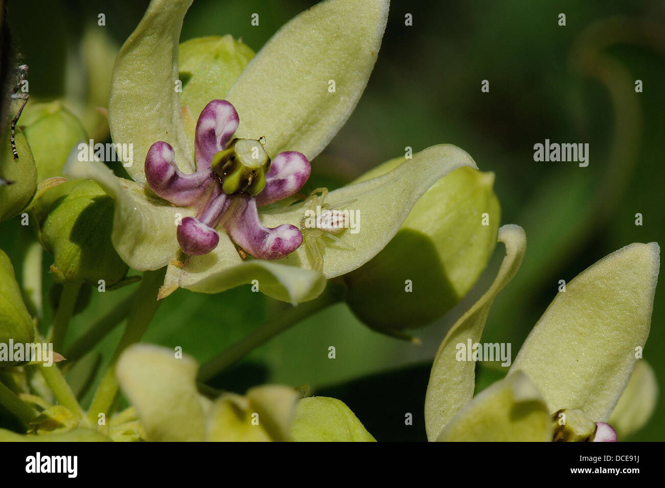 monarch host plant Stock Photo - Alamy