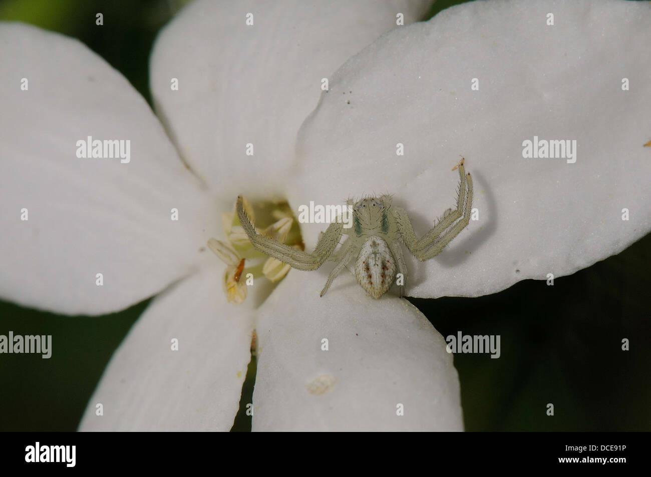 Bull crab hi-res stock photography and images - Alamy