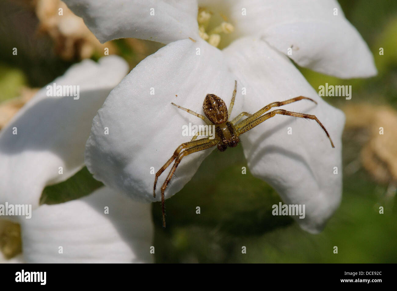 Bull crab hi-res stock photography and images - Alamy