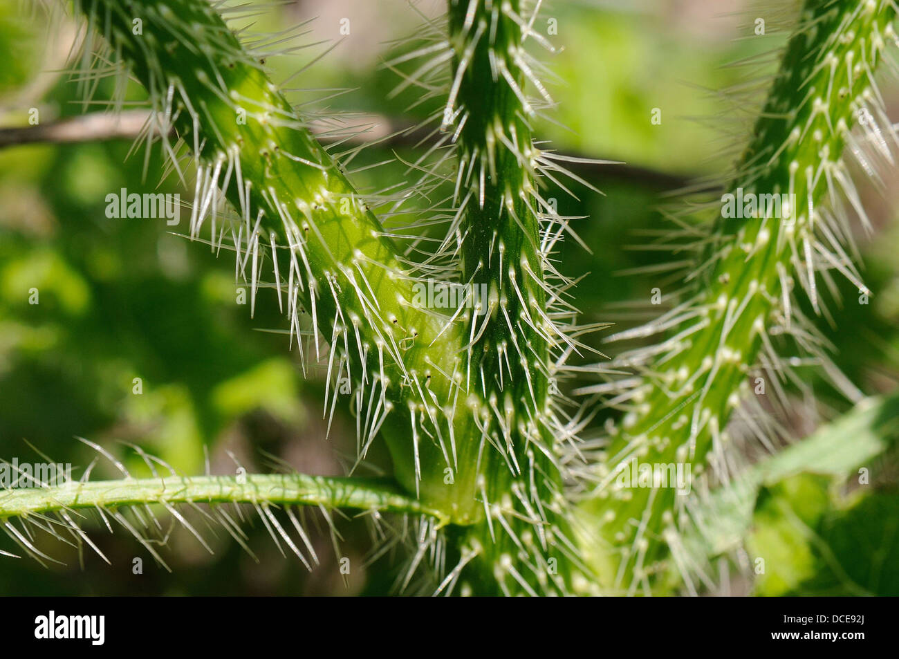 Bull nettle hi-res stock photography and images - Alamy