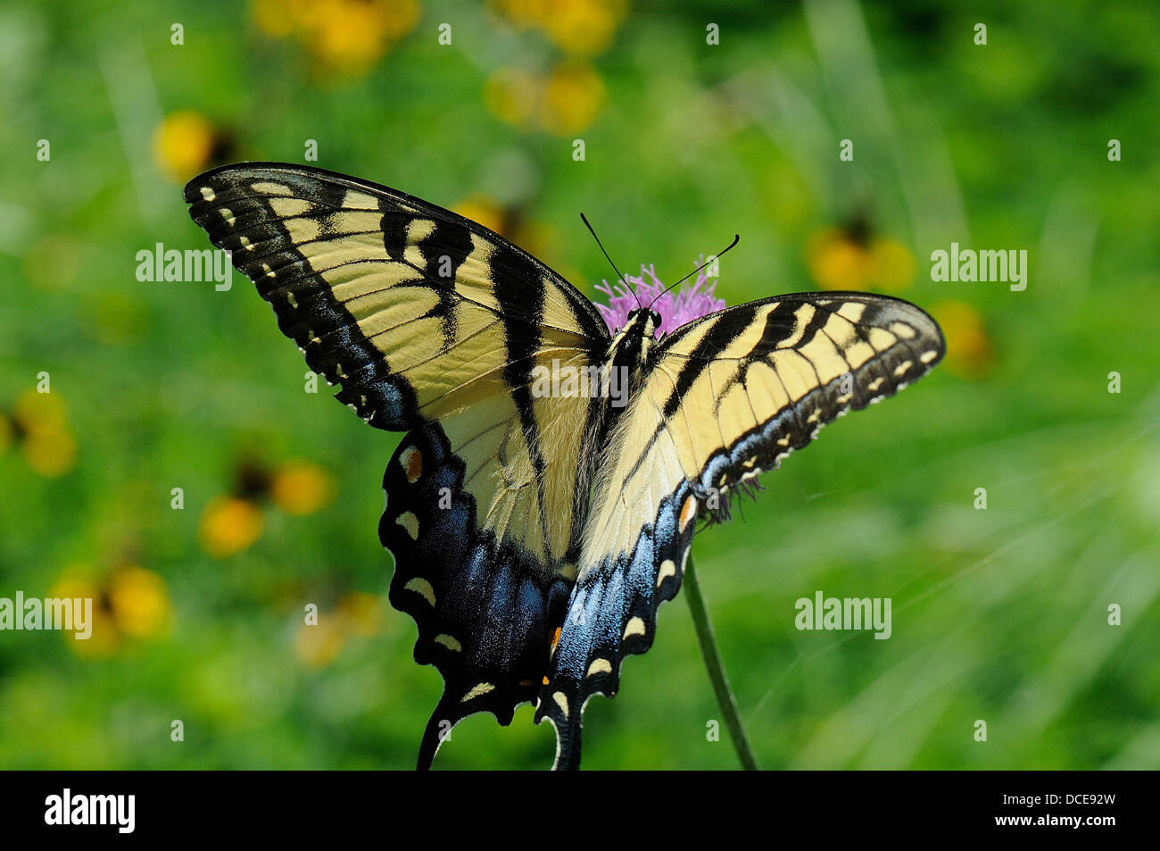 Eastern tiger swallowtail hi-res stock photography and images - Alamy