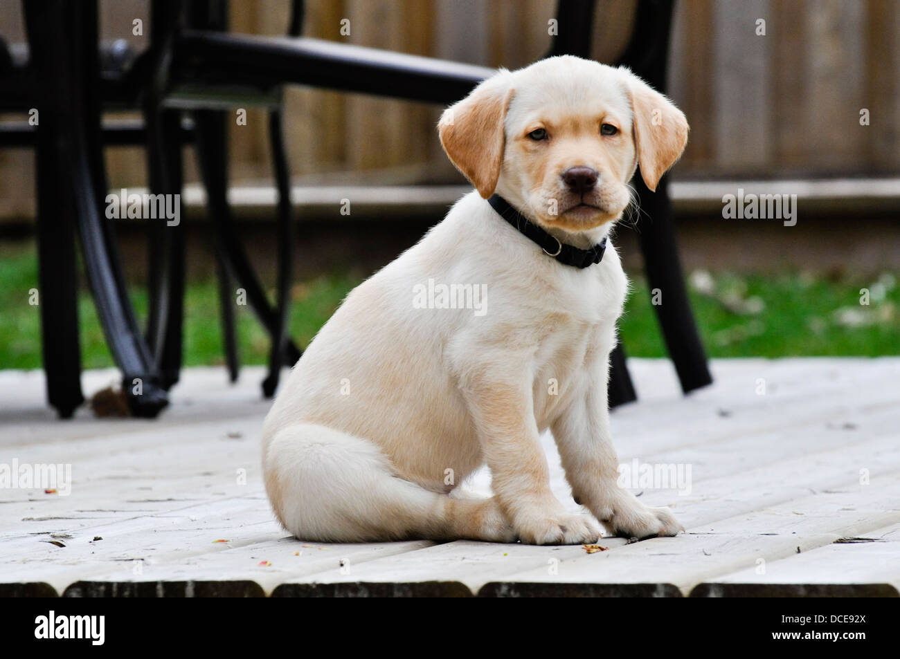 A golden lab named Monty Stock Photo - Alamy