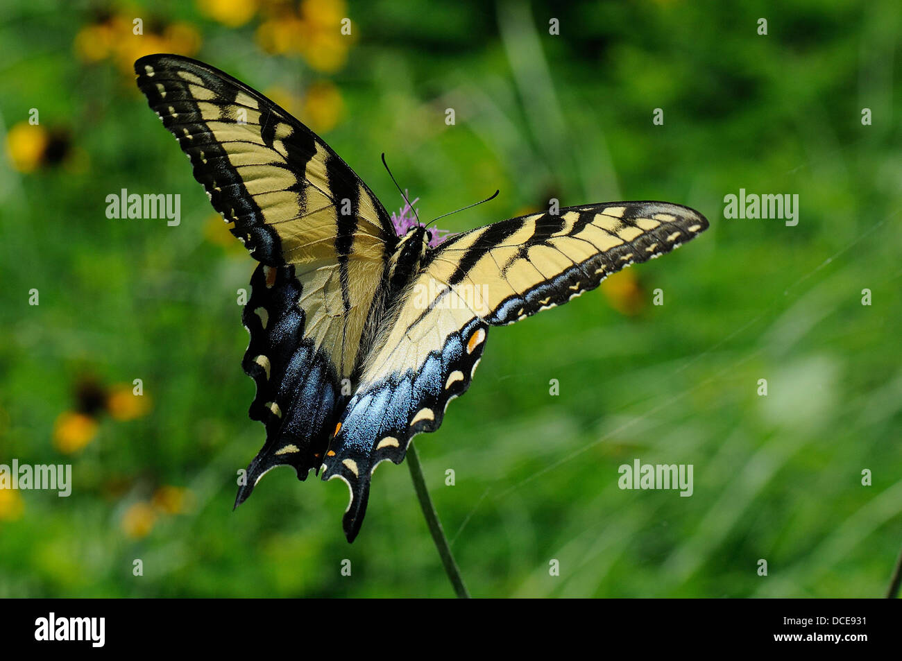 Eastern tiger swallowtail hi-res stock photography and images - Alamy