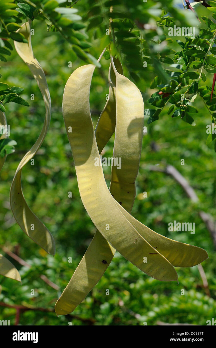 Honey locust seed pod Stock Photo - Alamy
