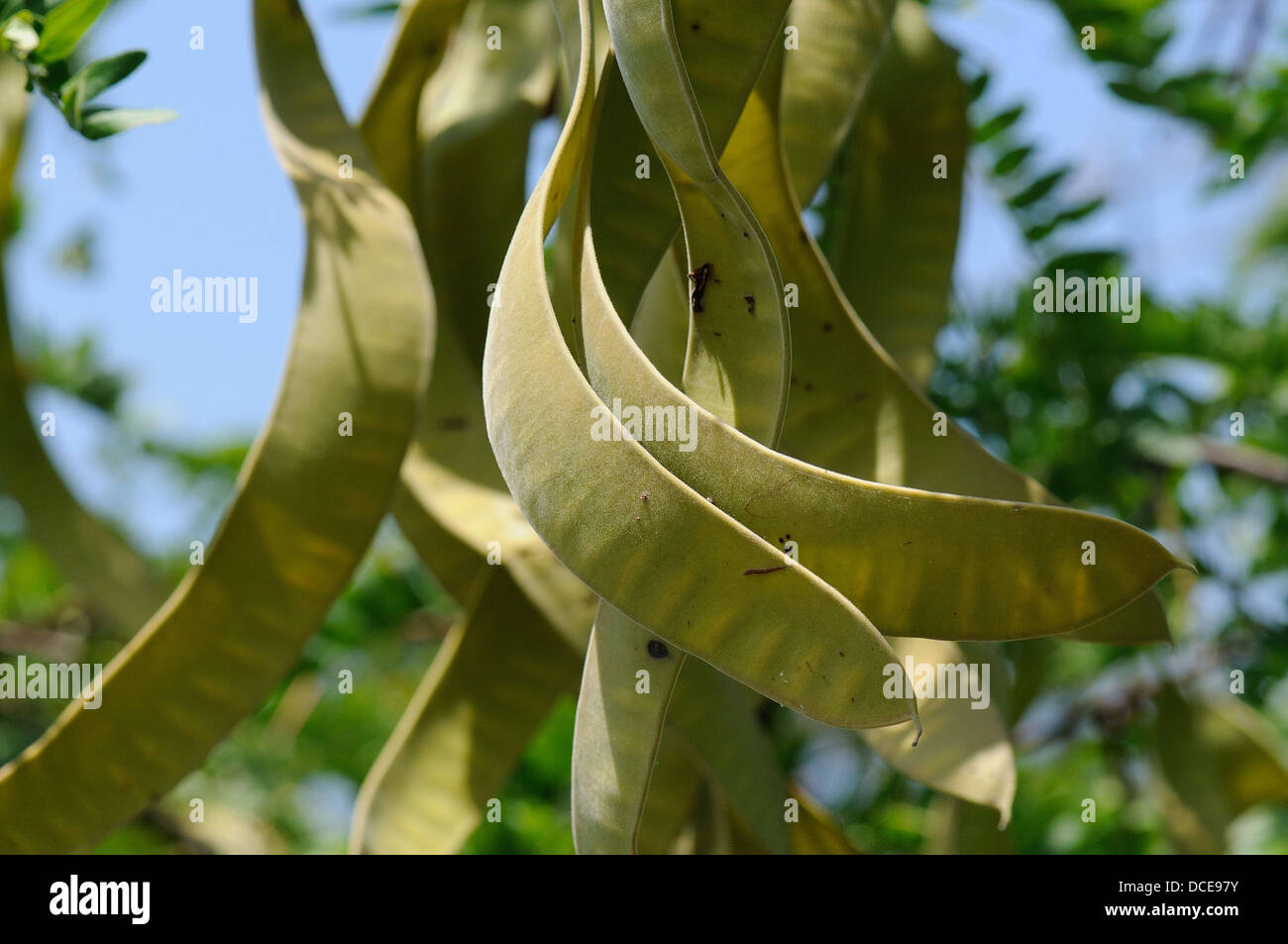 Honey locust hi-res stock photography and images - Alamy