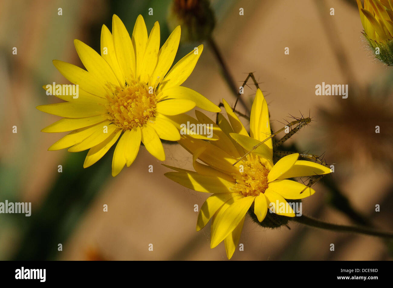 Sleepy Daisy (Xanthisma texanum Stock Photo - Alamy