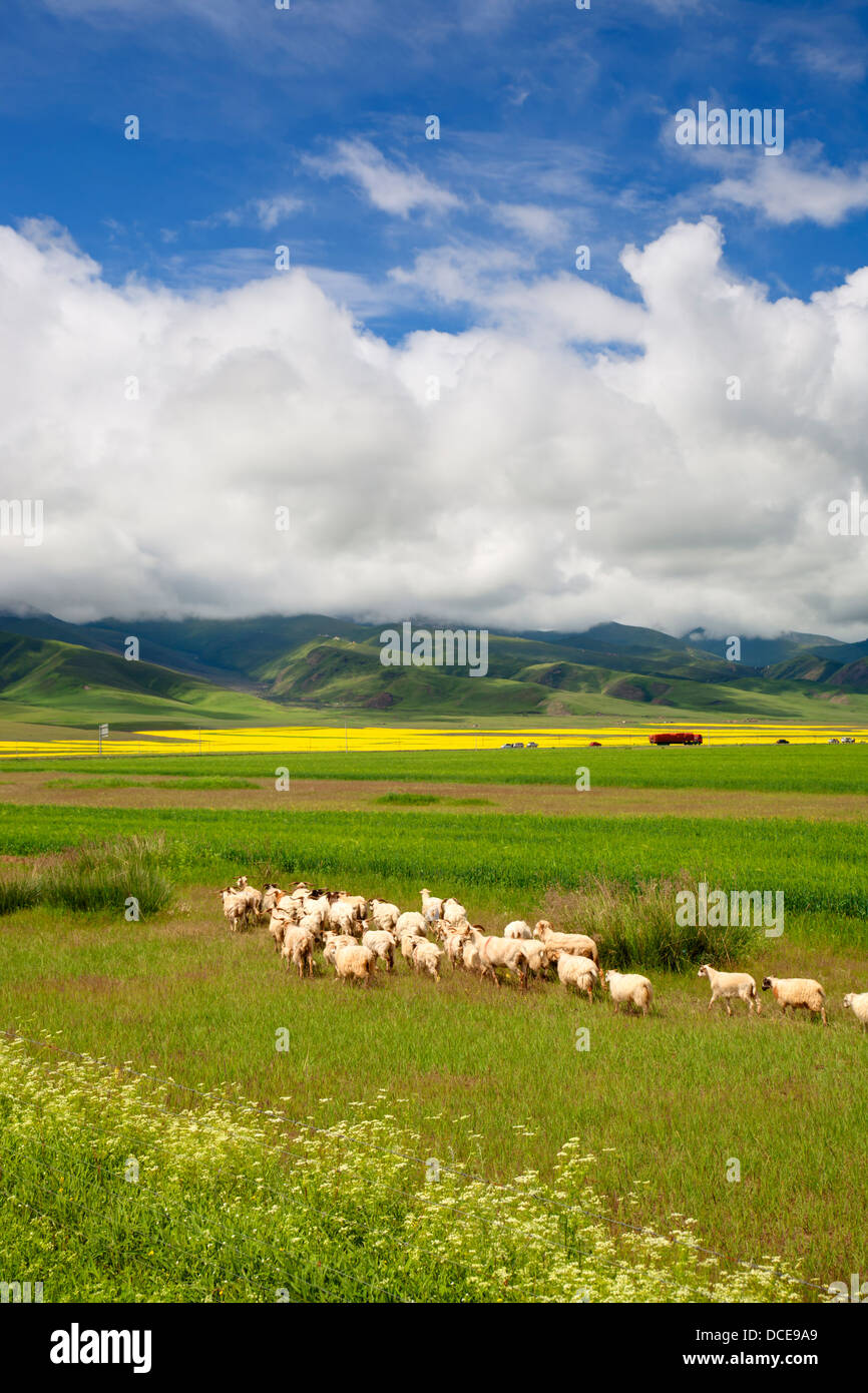 Grazing sheep in a rural ranch Stock Photo - Alamy