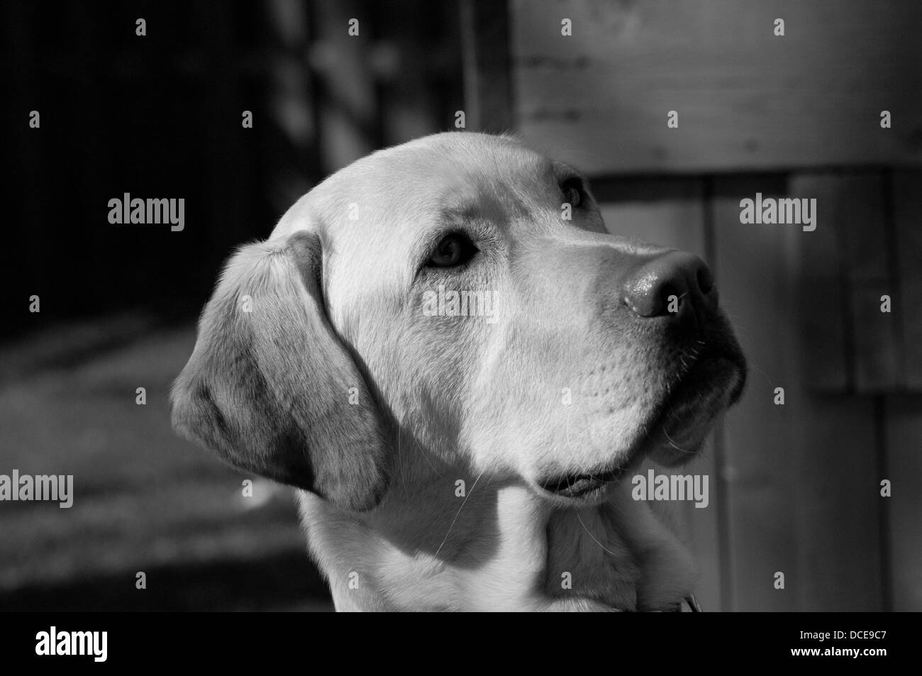 Photo of golden lab hi-res stock photography and images - Alamy