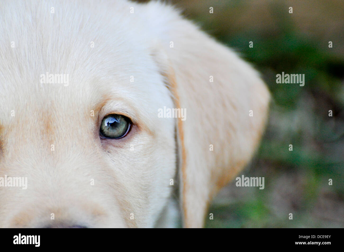 A golden lab named Monty Stock Photo - Alamy