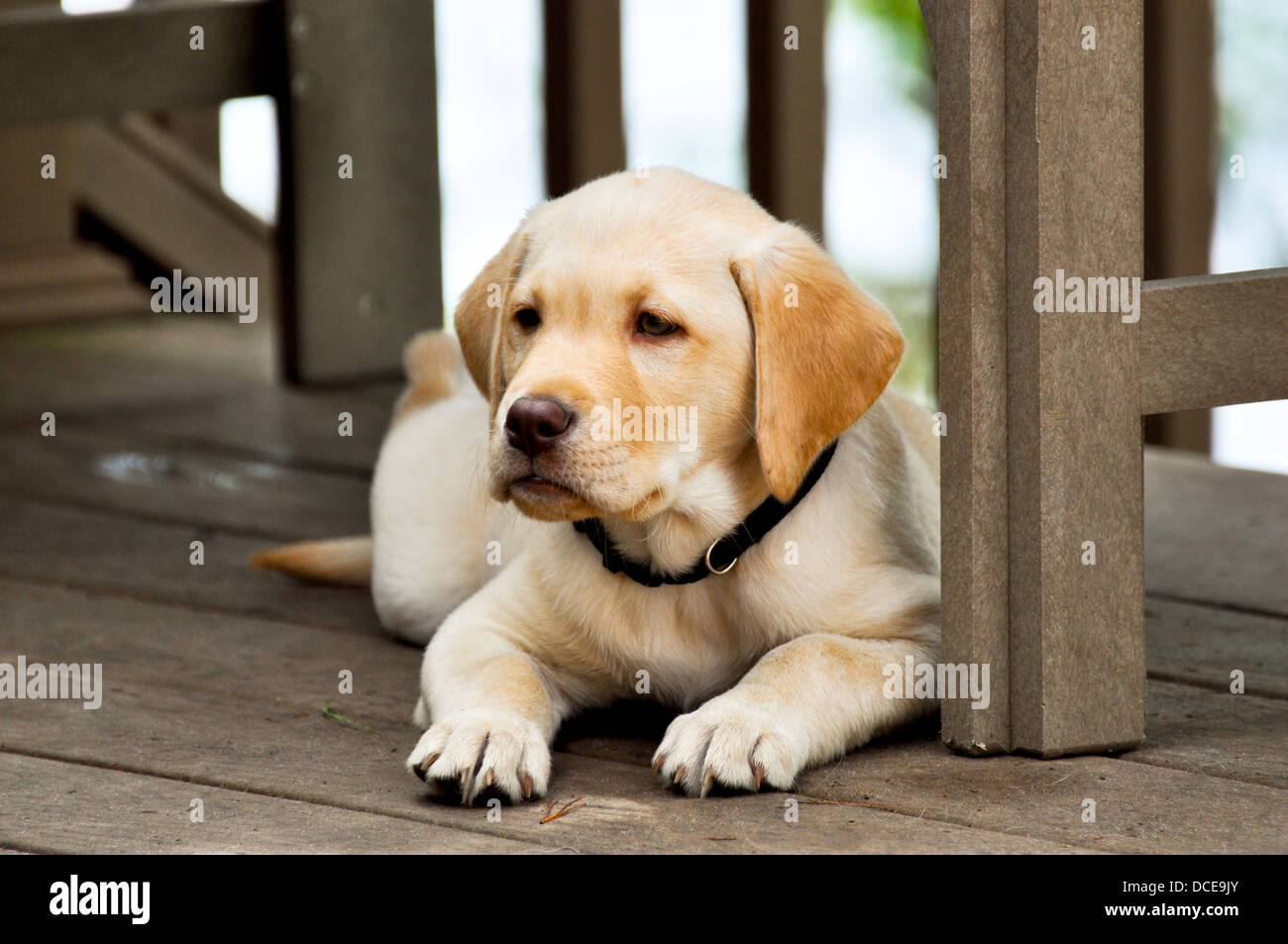 Photo Of Golden Lab High Resolution Stock Photography and Images - Alamy