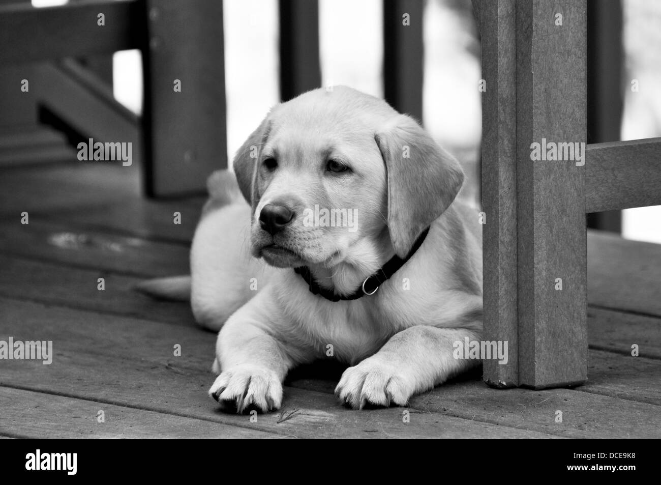 Golden labrador Black and White Stock Photos & Images - Alamy