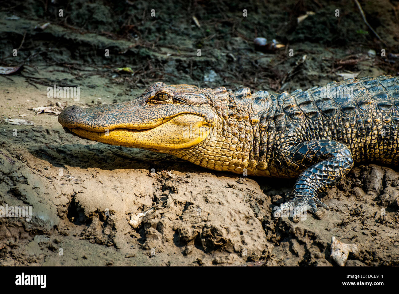 USA, Louisiana, Atchafalaya Basin, with C. C. Lockwood, Bayou Cannon ...
