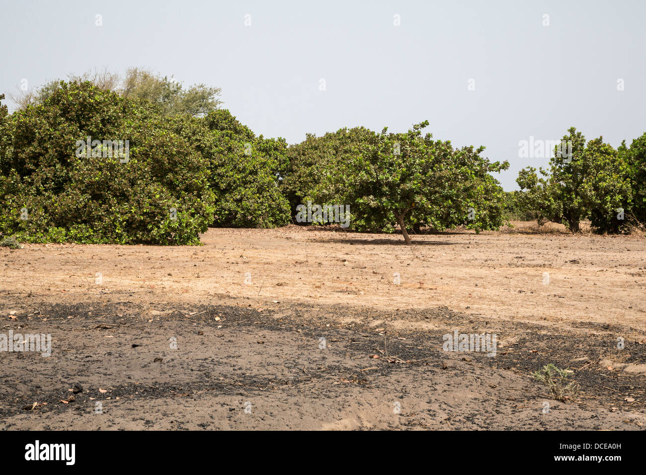 Cashew Nut Trees, near Sokone, Senegal. The field is well-tended, with ...