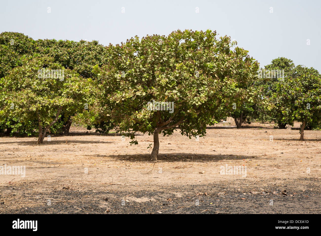 Cashew Plantation Stock Photos & Cashew Plantation Stock Images - Alamy