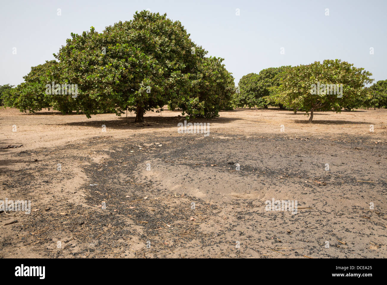 Cashew Nut Trees, near Sokone, Senegal Stock Photo - Alamy