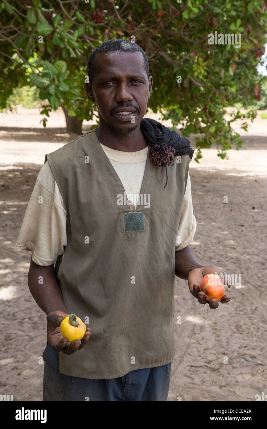 Senegal cashew nut hi-res stock photography and images - Alamy