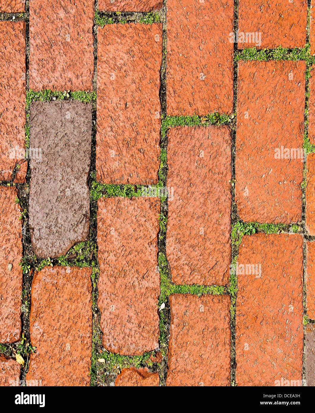 Green plant life growing through the cracks between red bricks Stock ...