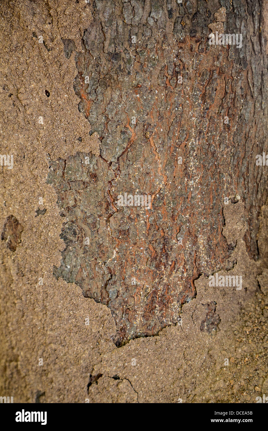 Termite mud on tree truck hi-res stock photography and images - Alamy