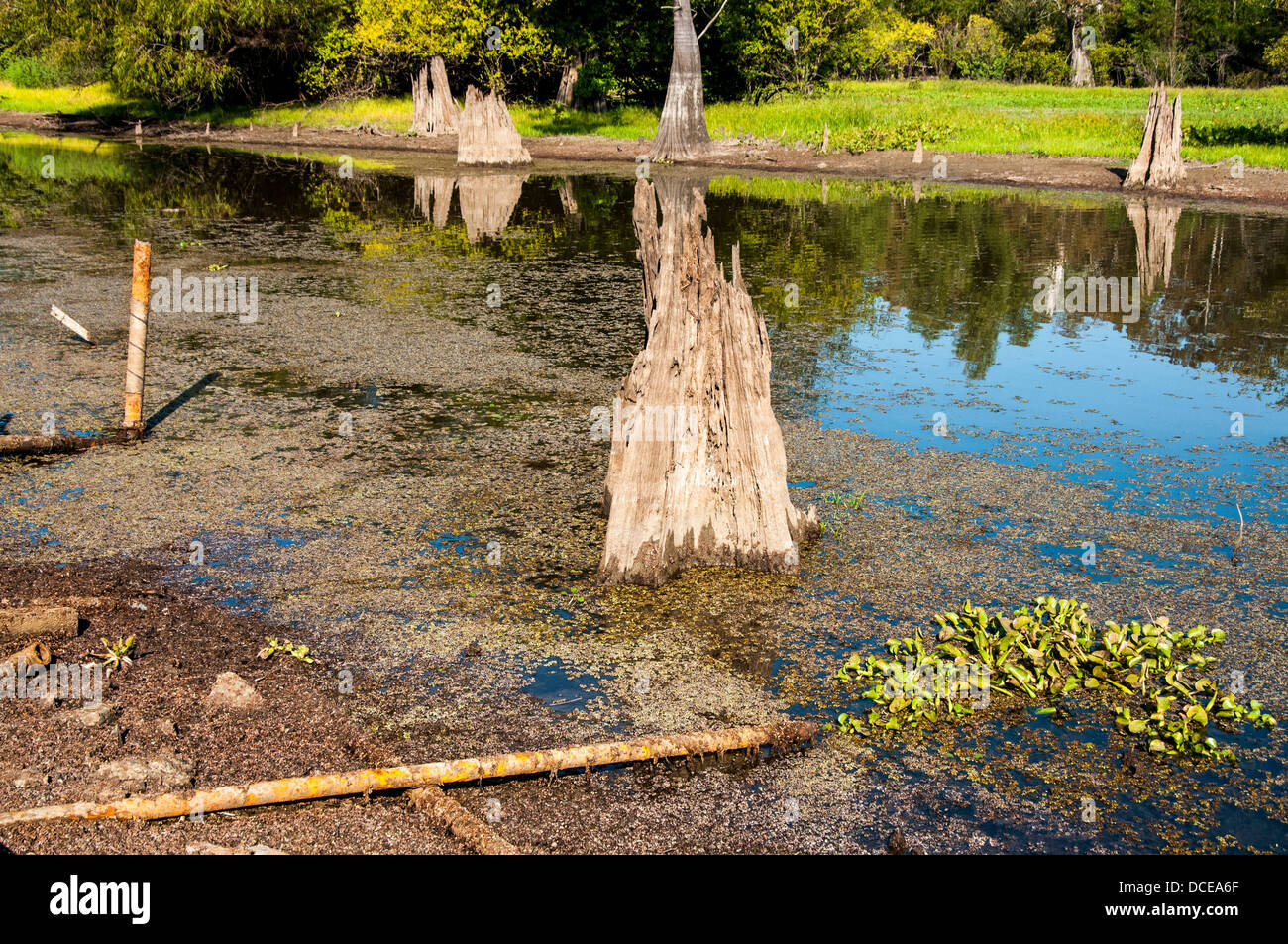 Logged cypress trees hi-res stock photography and images - Alamy